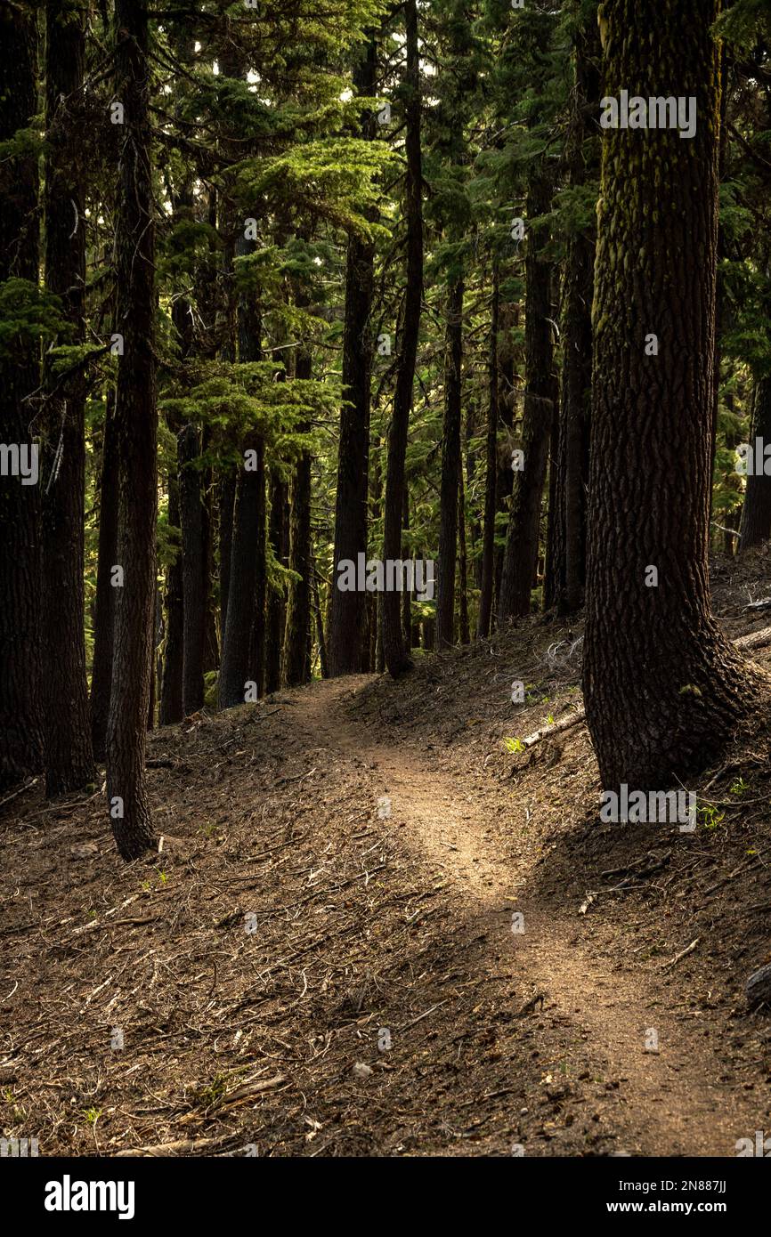 Narrow Trail Cuts Through Thick Pine Forest On Hill Side in Crater Lake ...