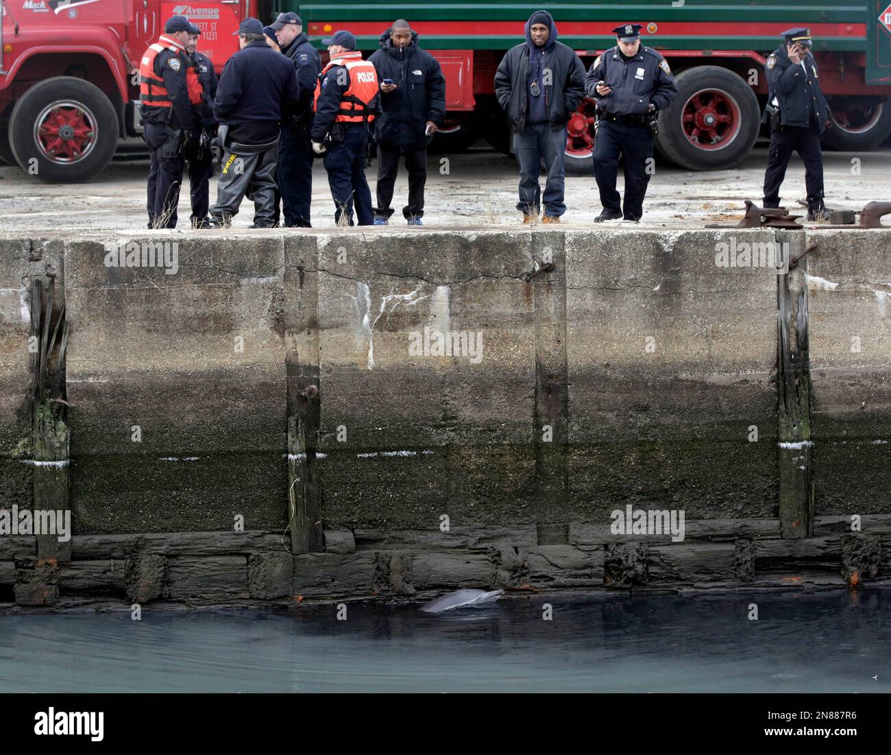 A dolphin surfaces in the Gowanus Canal in the Brooklyn borough of New ...