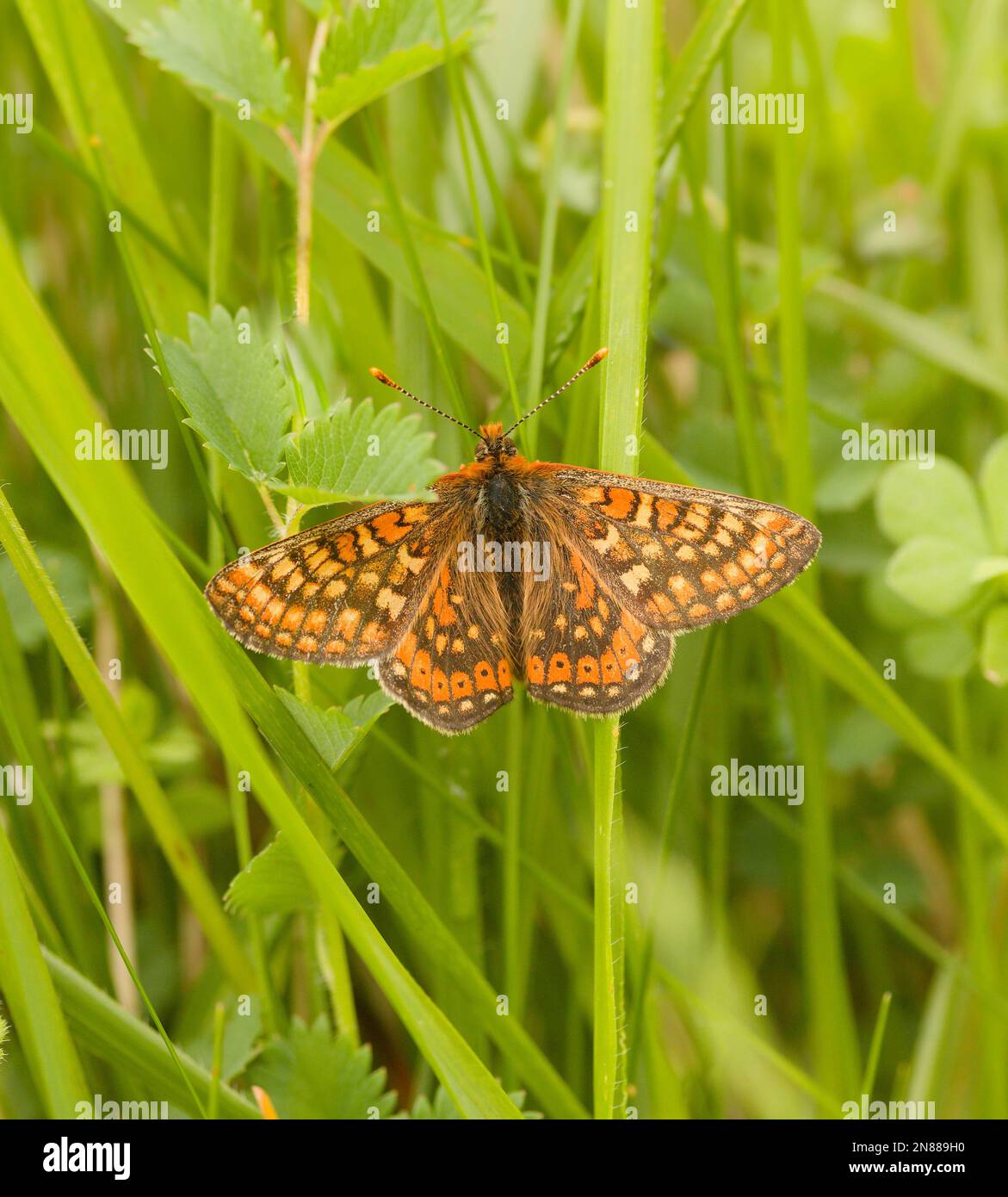 A marsh Fritillary butterfly in Gloucestershire UK Stock Photo - Alamy