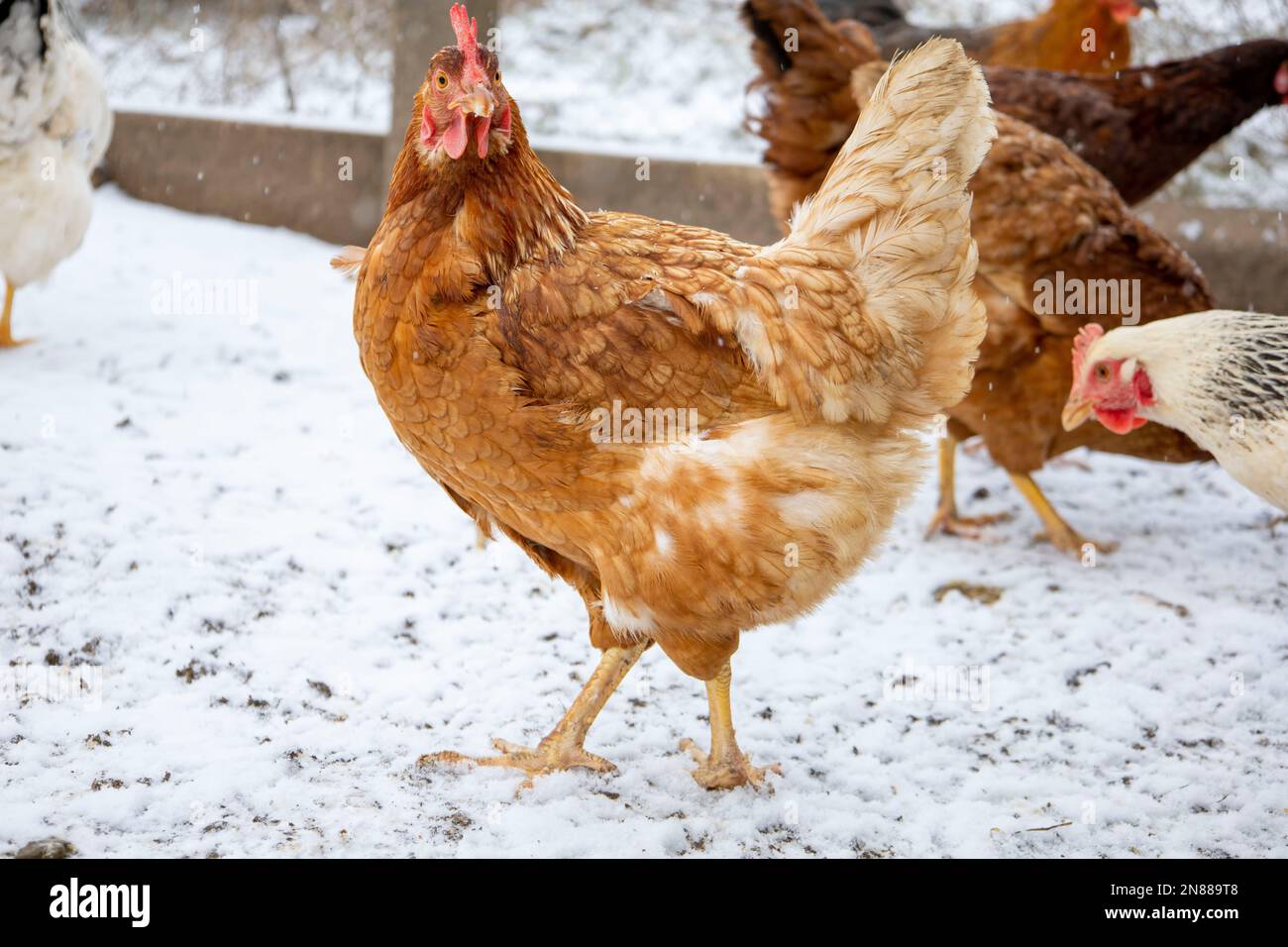 Red hens laying in the snow. Loman Brown Stock Photo - Alamy