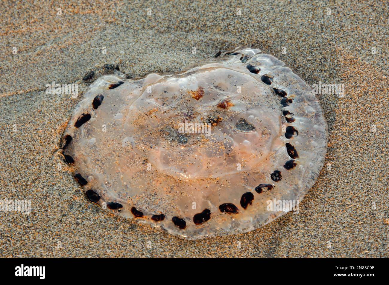 jellyfish on Sandy beach in Bundoran town, Ireland Stock Photo - Alamy
