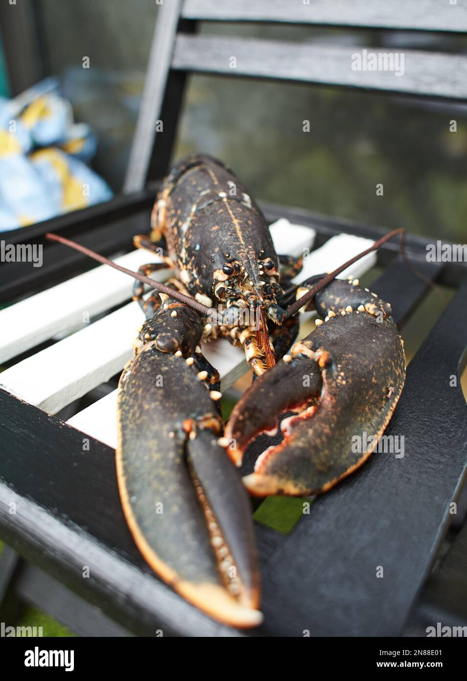 Lobster lubrigante, raw with black caviar isolated Stock Photo - Alamy