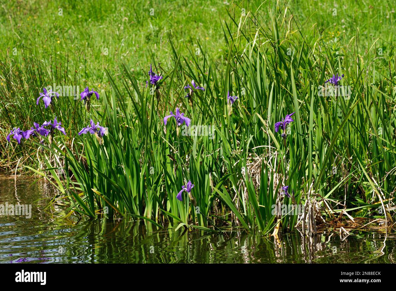 Wild iris flower in nature, Ireland Stock Photo - Alamy