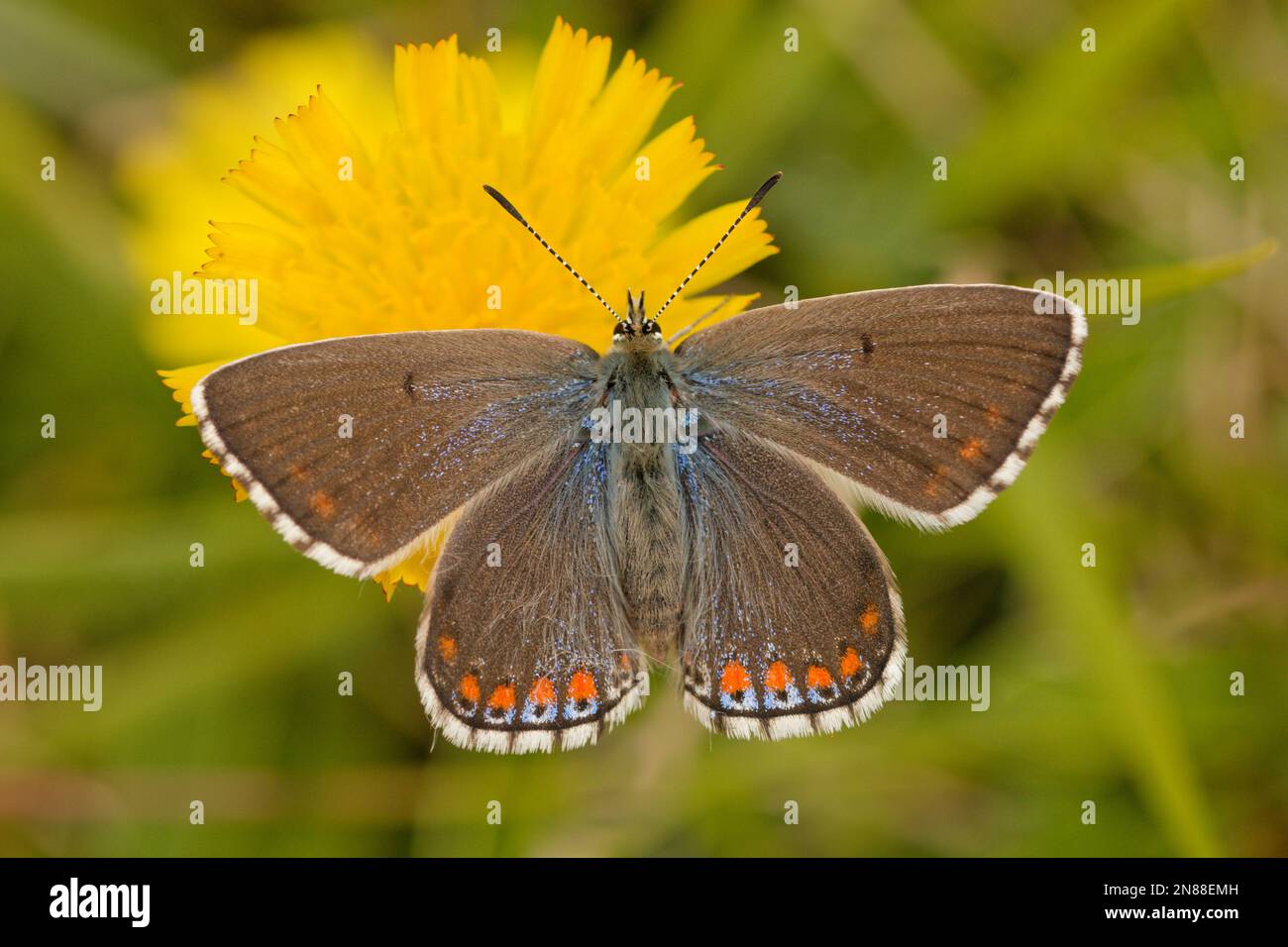 Female adonis blue hi-res stock photography and images - Alamy