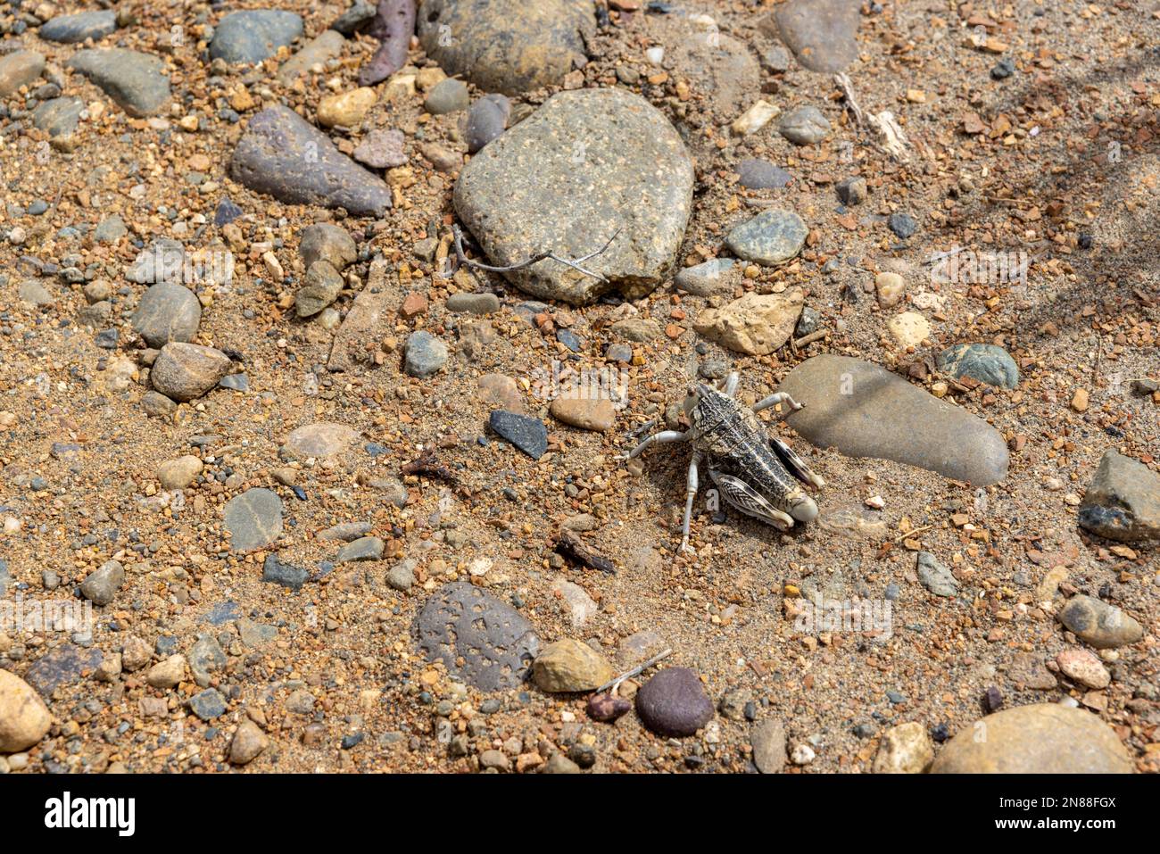 Insect in the beautiful Tierra de Colores in Parque Patagonia in ...