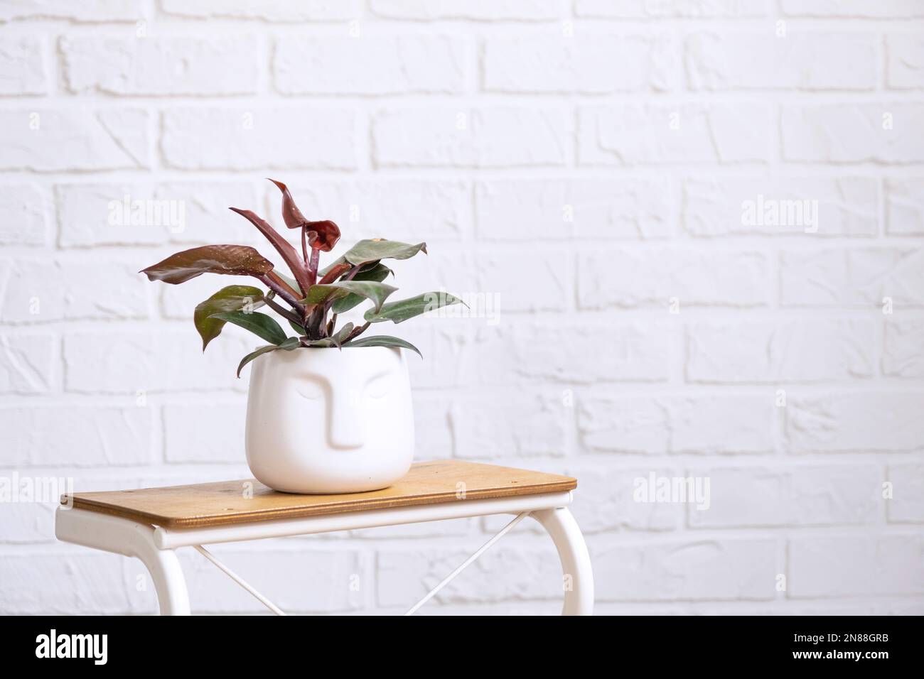 Sprouts for growing the popular philodendron aroid plant in a pot on a ...