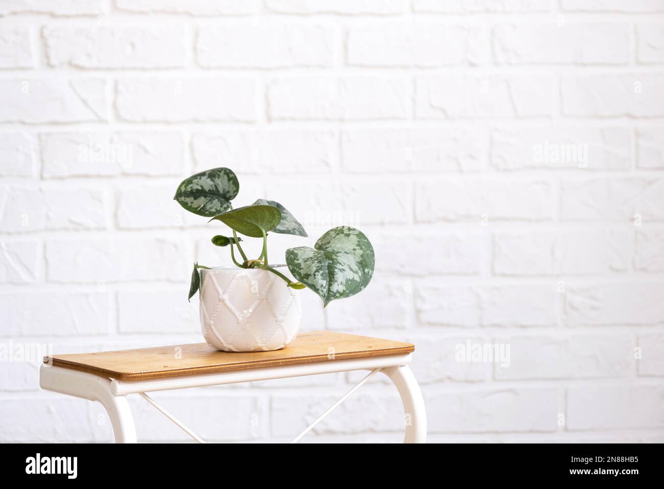 Sprouts for growing the popular philodendron aroid plant in a pot on a ...