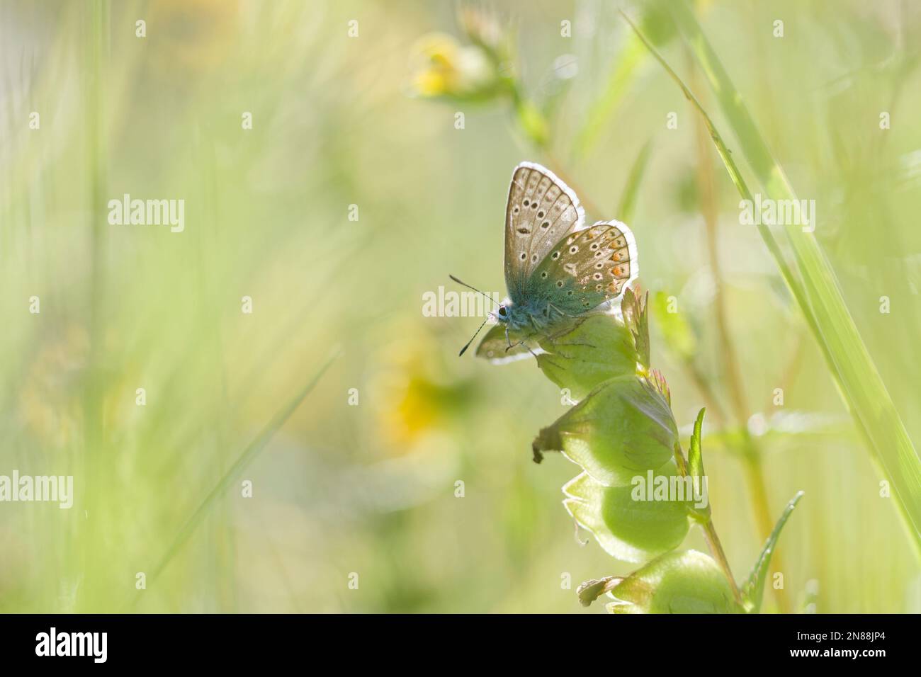 A common blue butterfly, backlit and viewed from below Stock Photo - Alamy