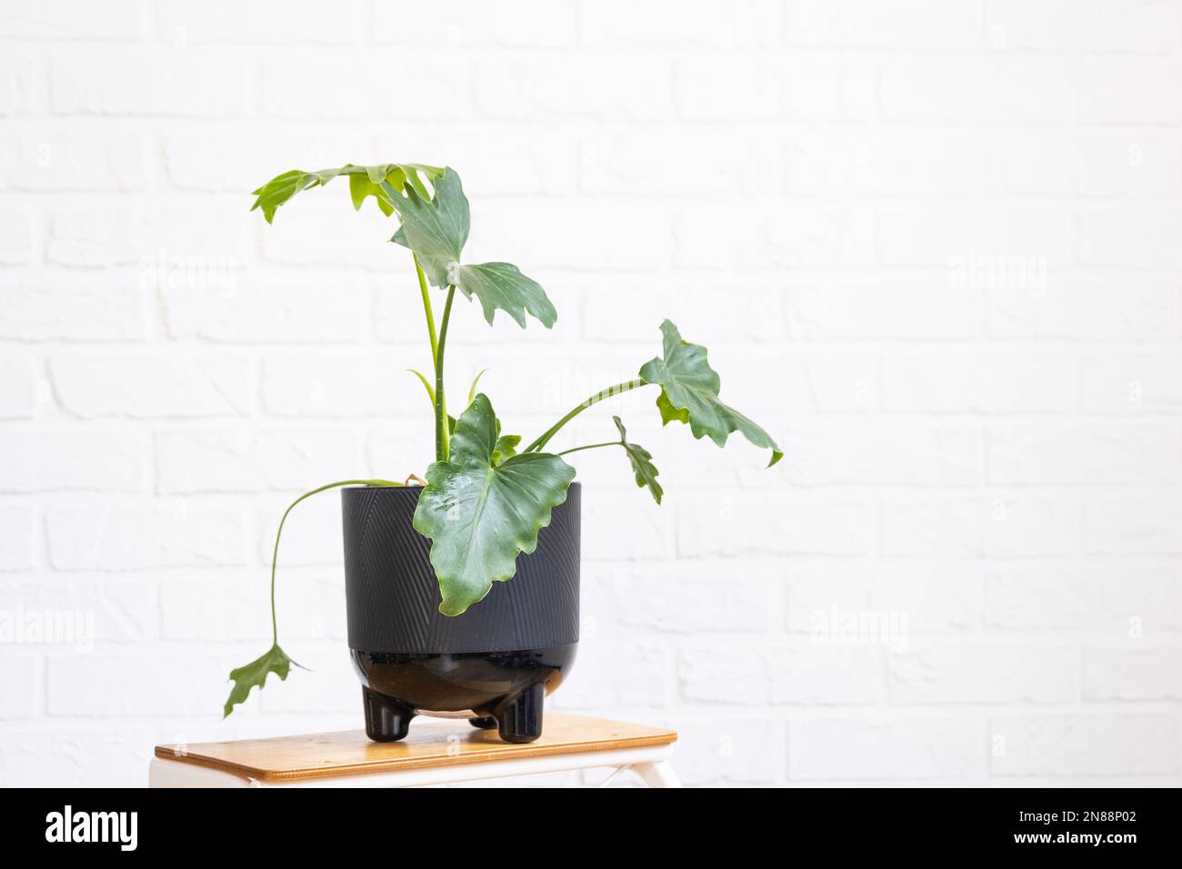 Sprouts for growing the popular philodendron aroid plant in a pot on a ...