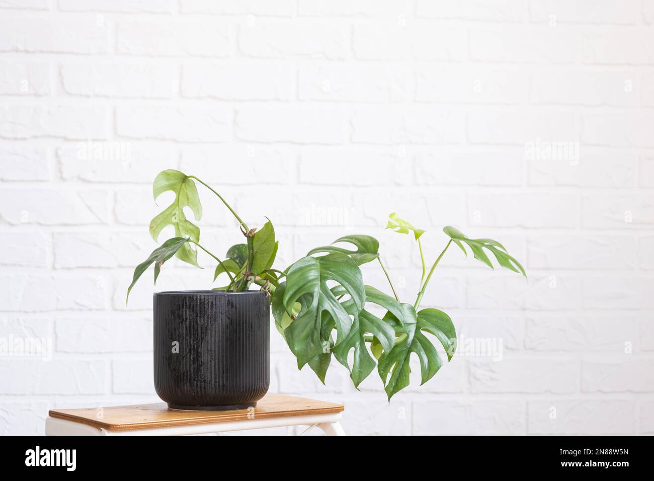 Monstera Minima Rhaphidophora TETRASPERMA close-up leaf in interior on ...