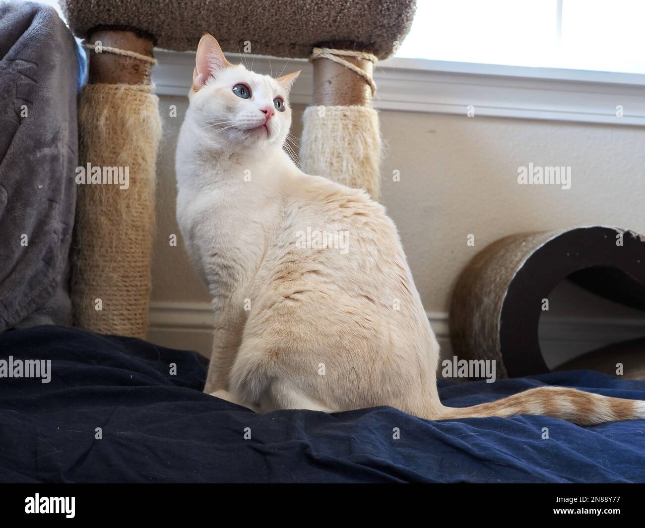 Kitty model hi-res stock photography and images - Alamy