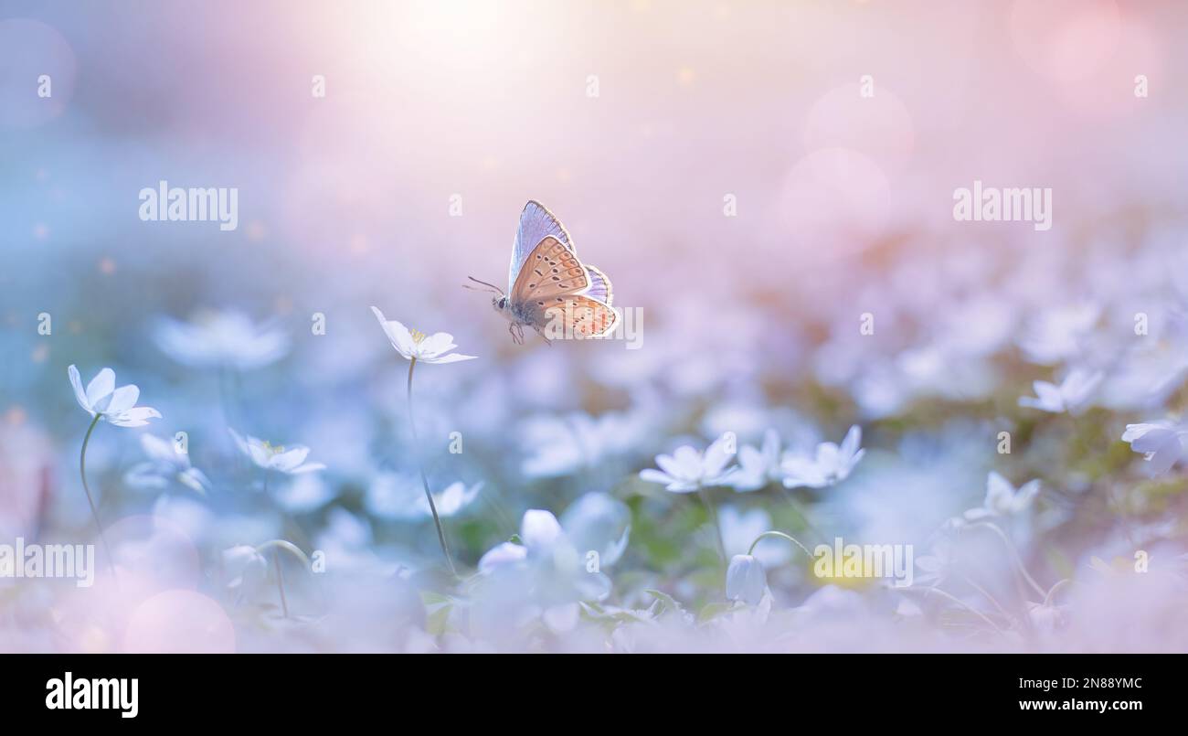 Spring white butterfly hi-res stock photography and images - Alamy