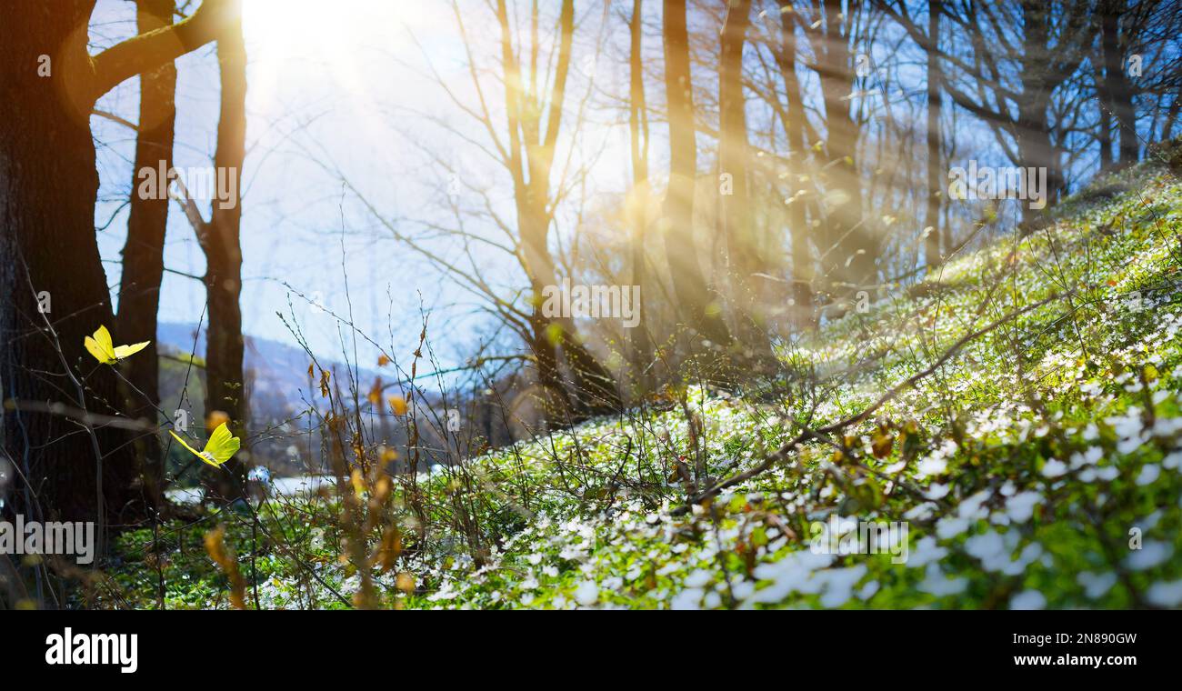 Beautiful spring forest background nature with blooming glade, trees ...