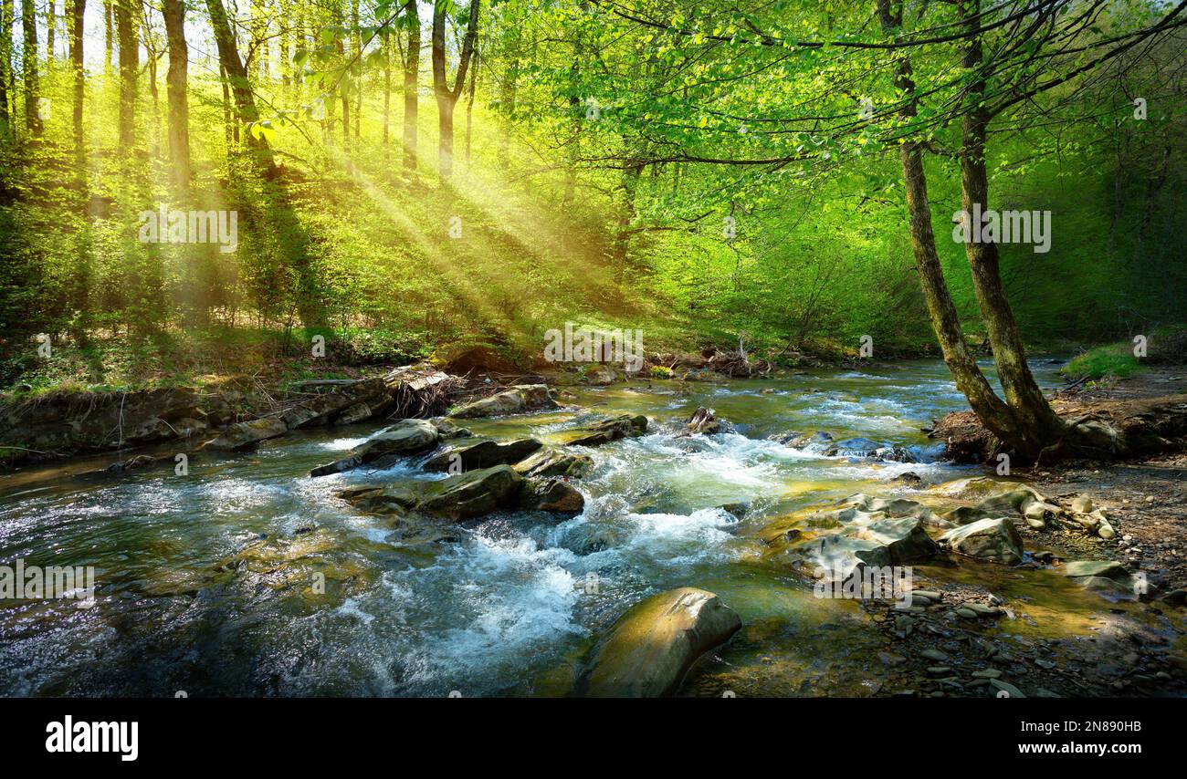 spring forest nature landscape, beautiful spring stream, river rocks in ...