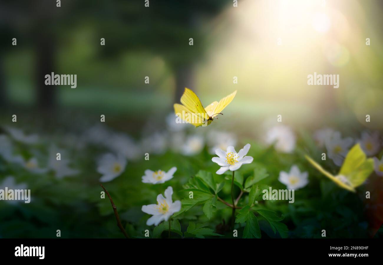 Beautiful spring colours hi-res stock photography and images - Alamy