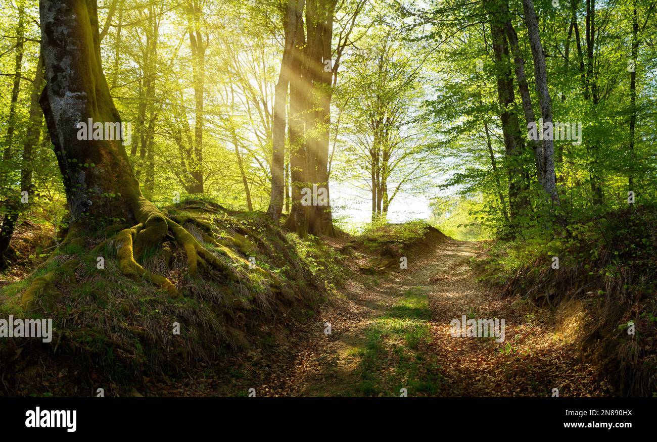 Art dirt road in morning spring forest, beautiful mountain path in ...