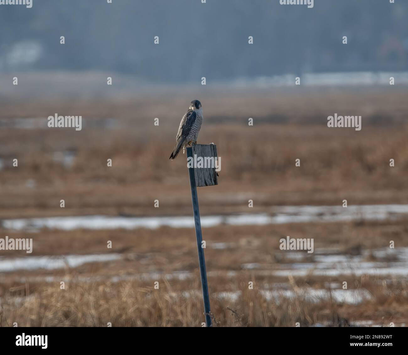 A peregrine falcon perching atop a bird house Stock Photo - Alamy