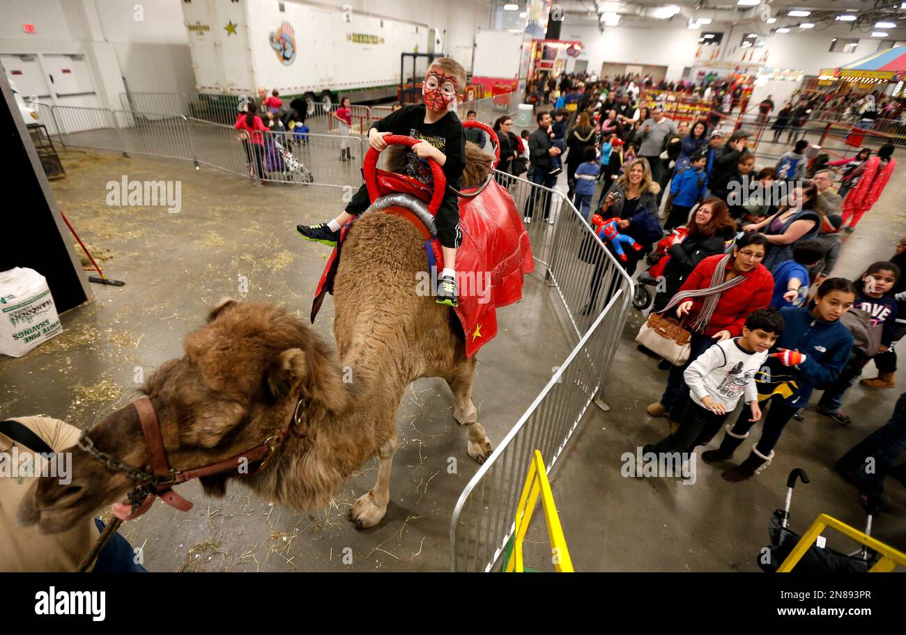 Brett Schutt, 4, dons Spider Man face paint while riding on the back of a camel named Roosevelt ...