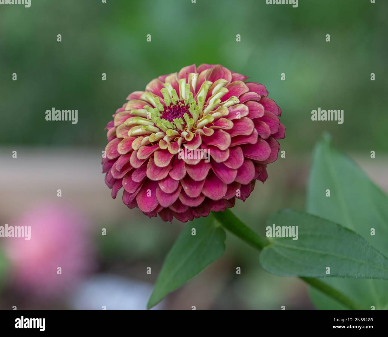 Queen red lime hi-res stock photography and images - Alamy