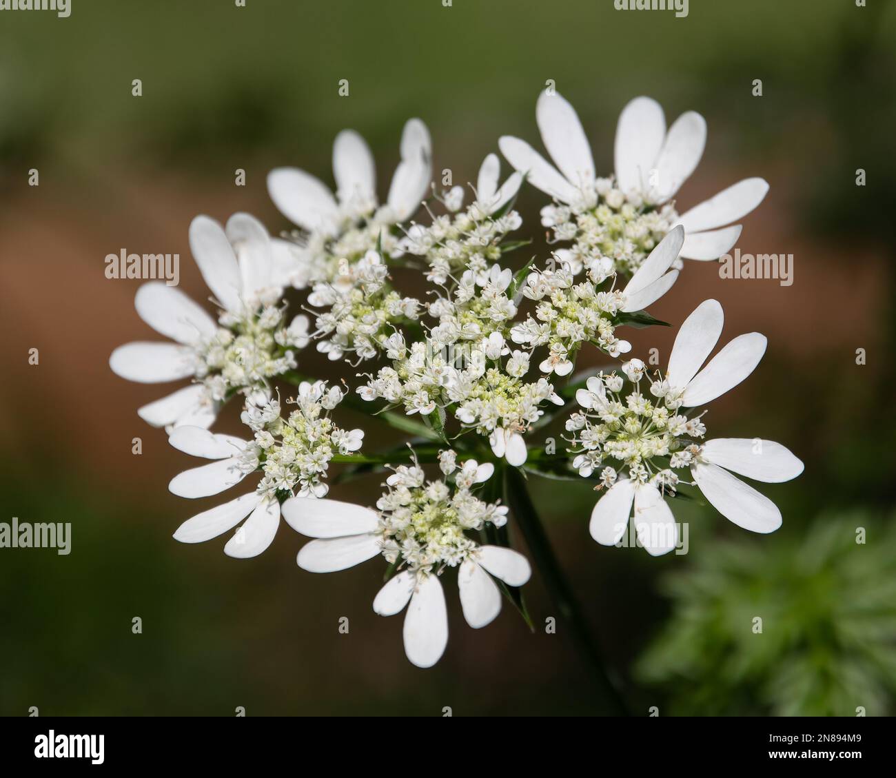 White finch orlaya hi-res stock photography and images - Alamy