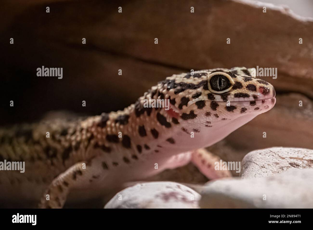 Leopard gecko morph hi-res stock photography and images - Alamy