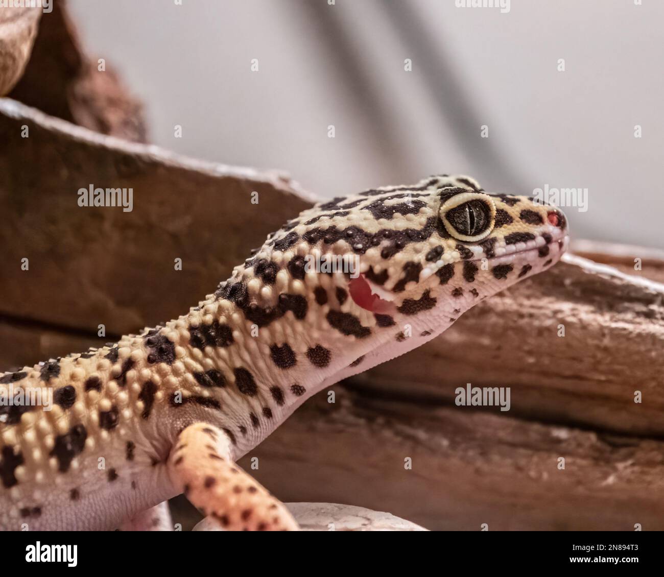 High Yellow Jungle Leopard Gecko