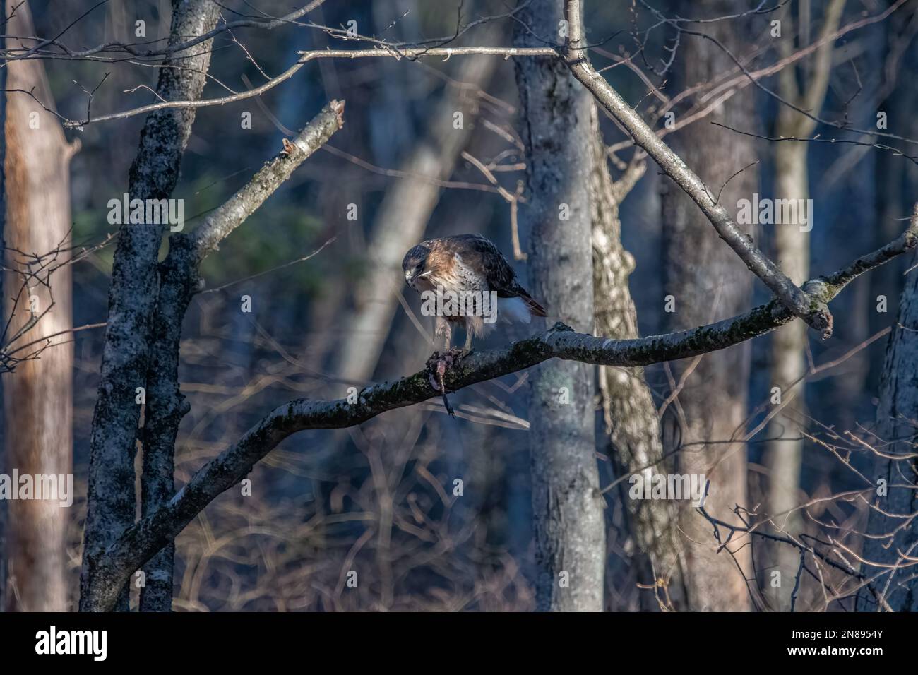 red tailed hawk on a tree branch eating a frog Stock Photo - Alamy