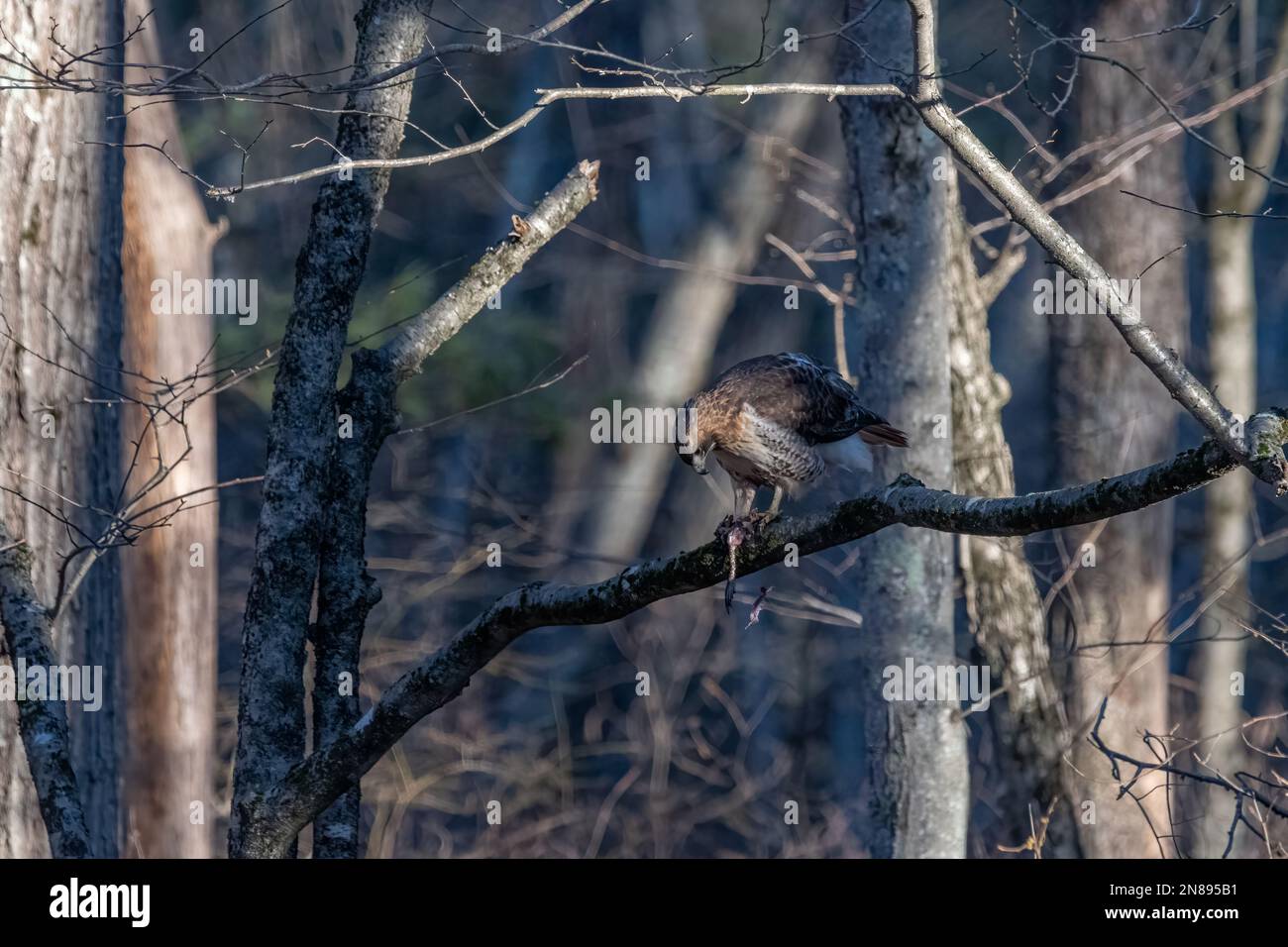 red tailed hawk on a tree branch eating a frog Stock Photo - Alamy