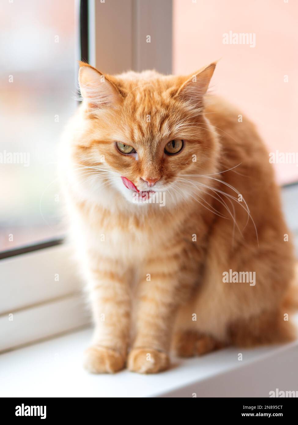 Cute ginger cat siting on window sill and licked. Fluffy pet with funny ...