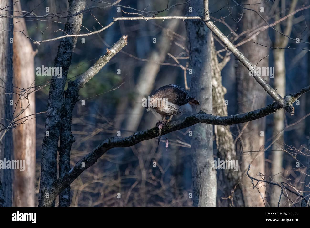 red tailed hawk on a tree branch eating a frog Stock Photo - Alamy