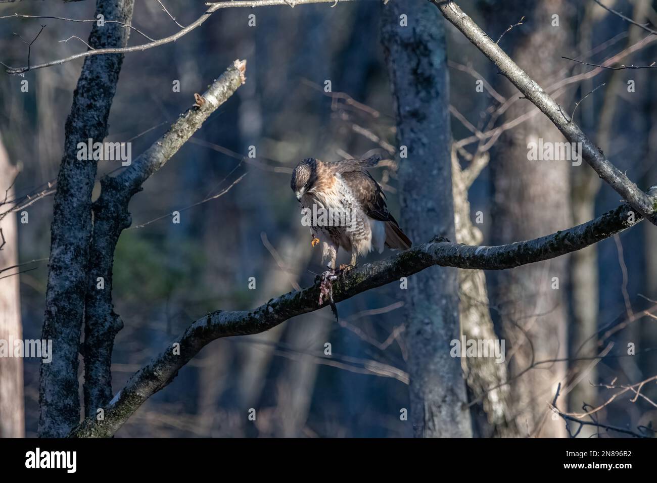 red tailed hawk on a tree branch eating a frog Stock Photo - Alamy