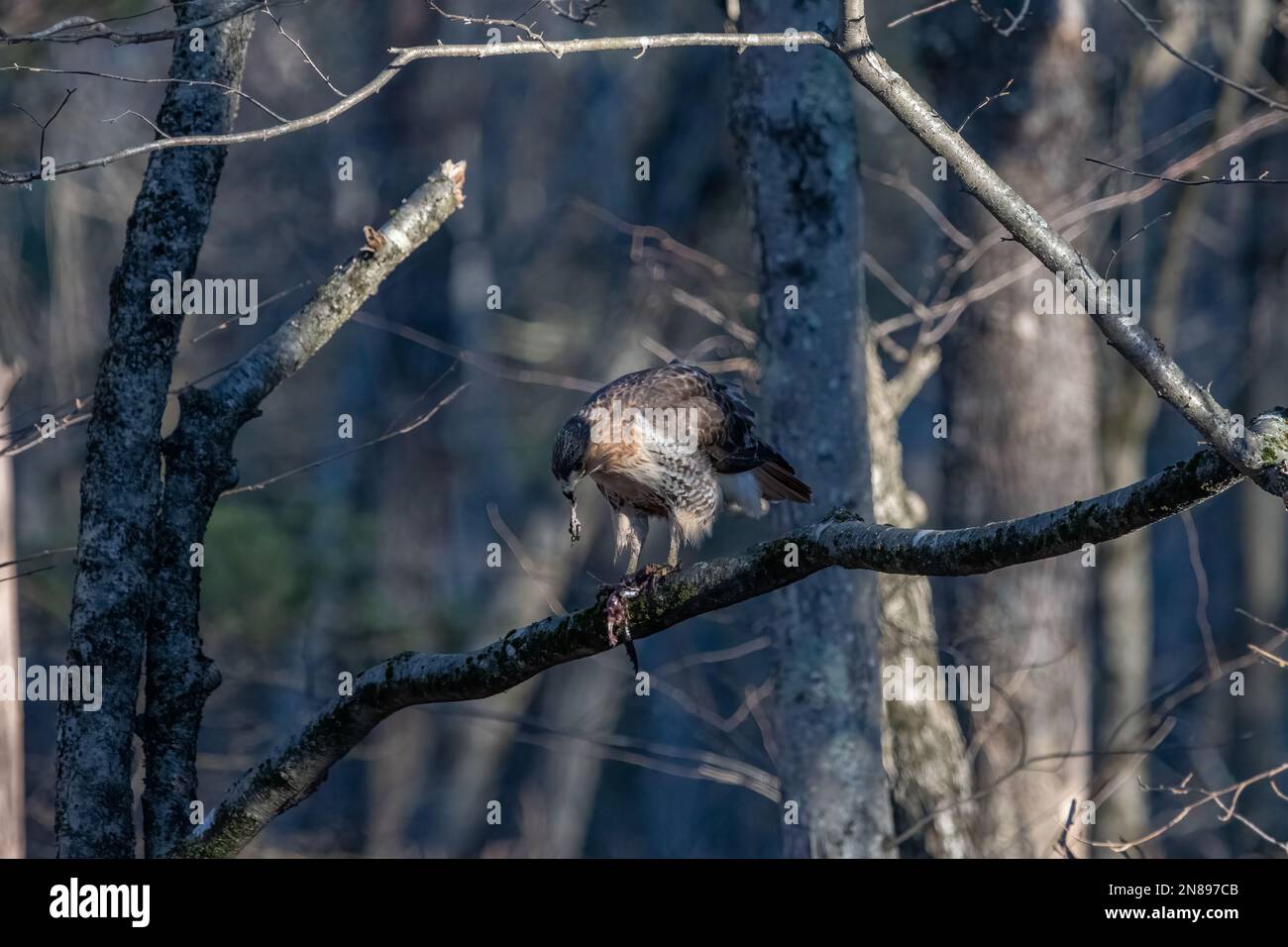 red tailed hawk on a tree branch eating a frog Stock Photo - Alamy