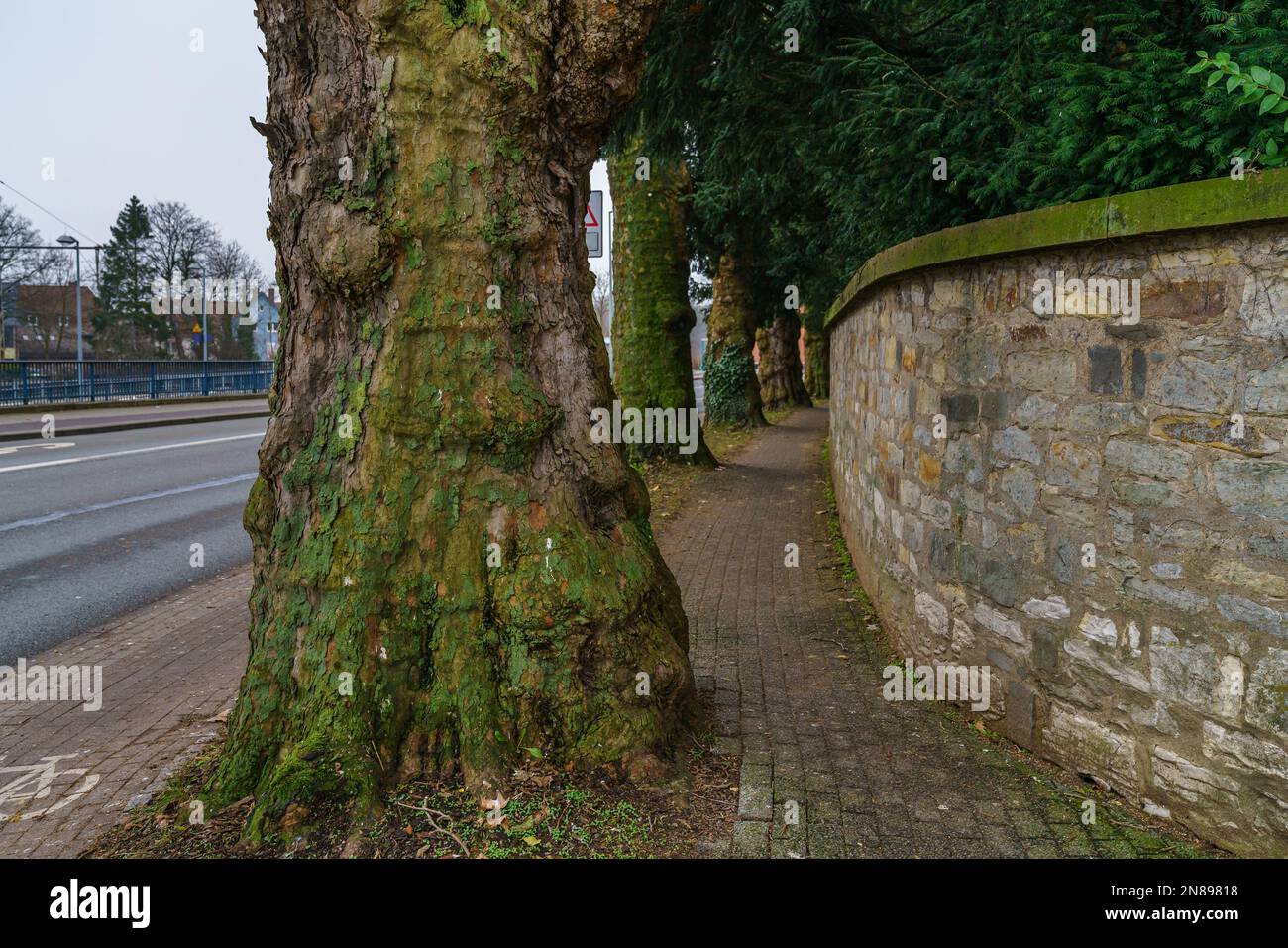 Pedestrian sidewalk between stone wall and large trees covered with ...
