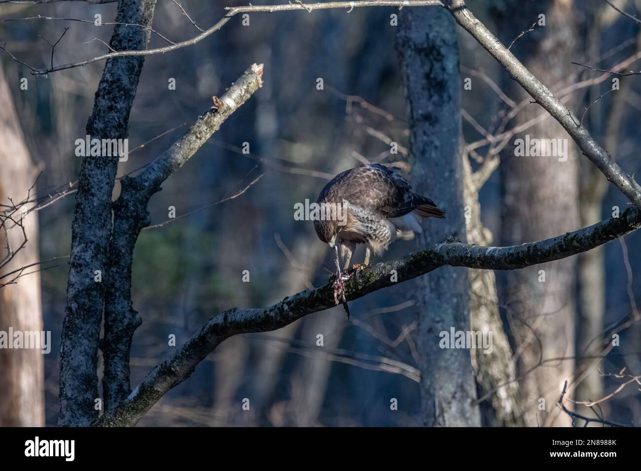 red tailed hawk on a tree branch eating a frog Stock Photo - Alamy