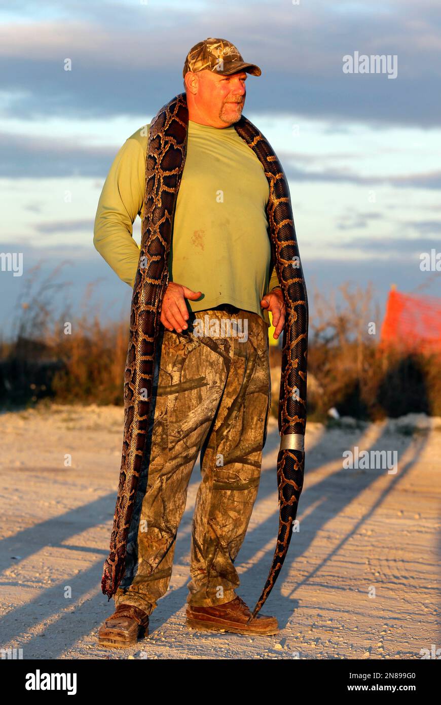 Bill Booth of Bradenton, Fla. wears a dead Burmese python he caught ...