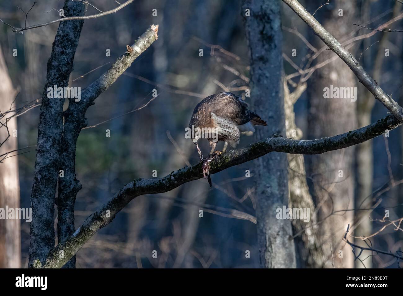 red tailed hawk on a tree branch eating a frog Stock Photo - Alamy