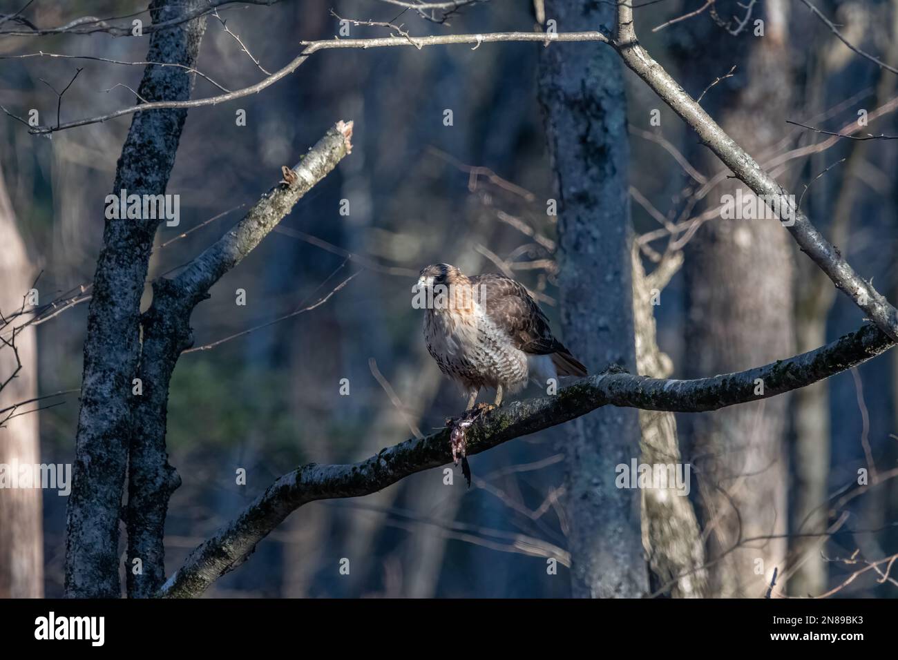 red tailed hawk on a tree branch eating a frog Stock Photo - Alamy