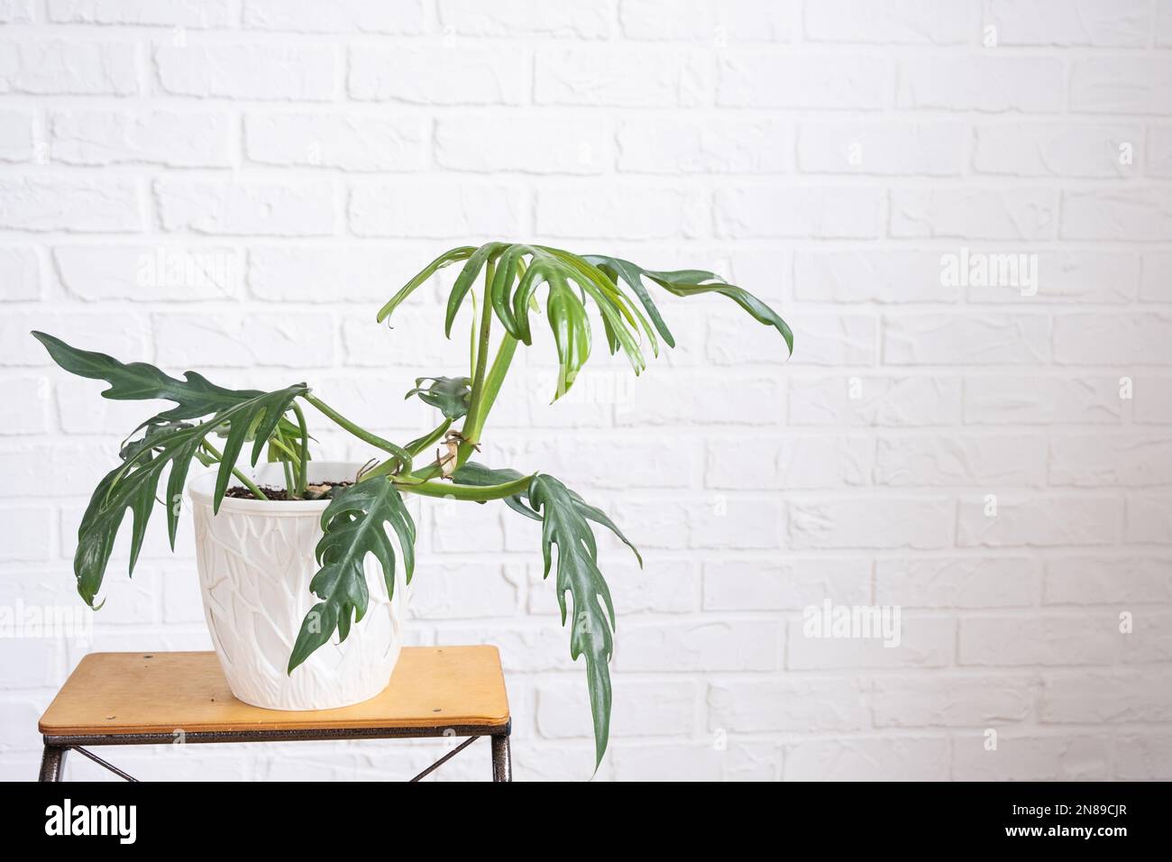 Elegant philodendron with carved leaves on a stand in interior on ...