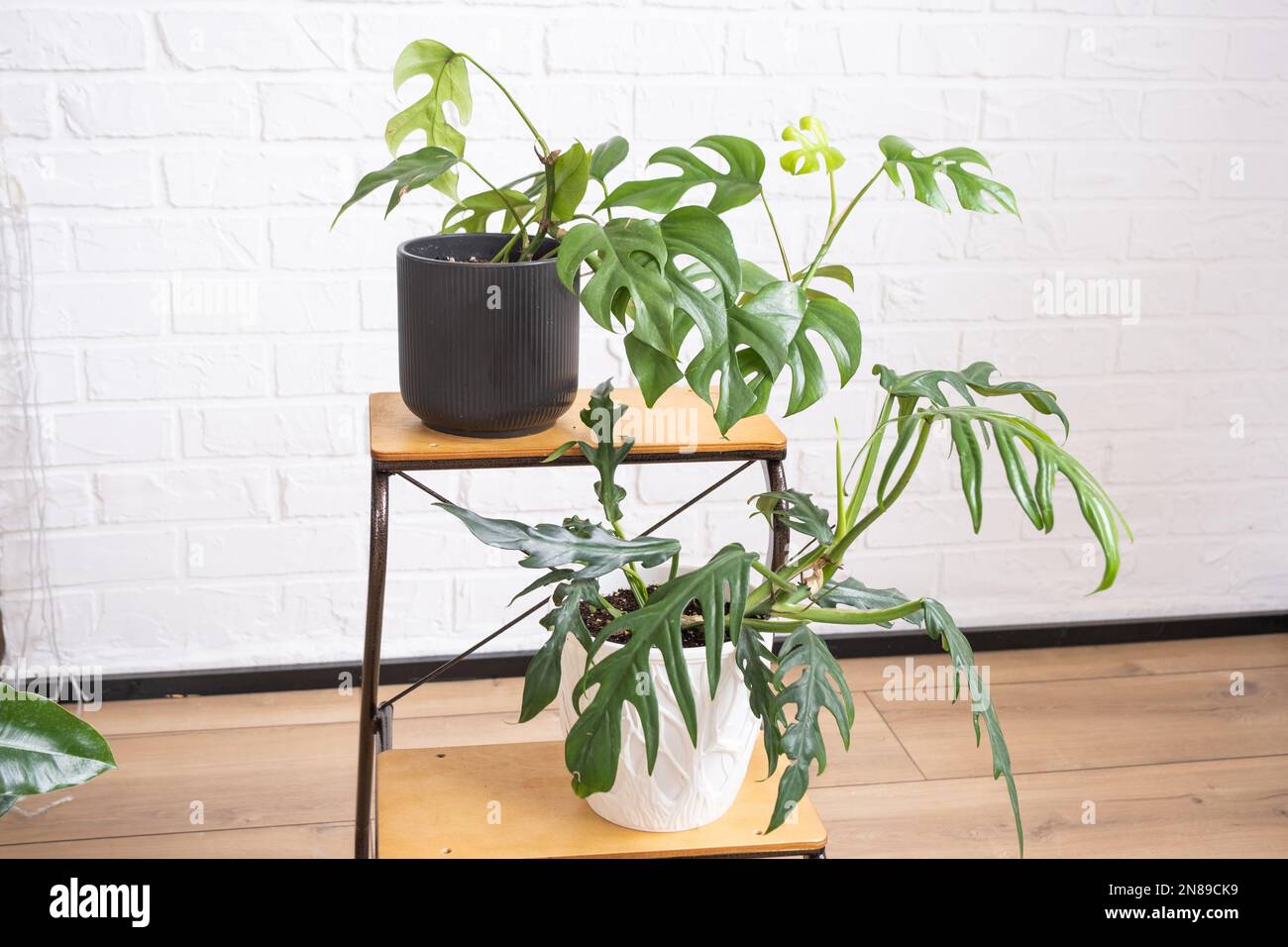 Elegant philodendron with carved leaves on a stand in interior on ...