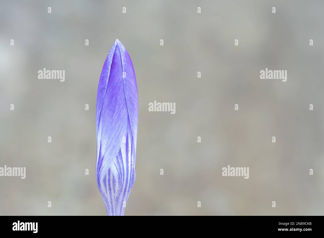 Single purple crocus Stock Photo - Alamy