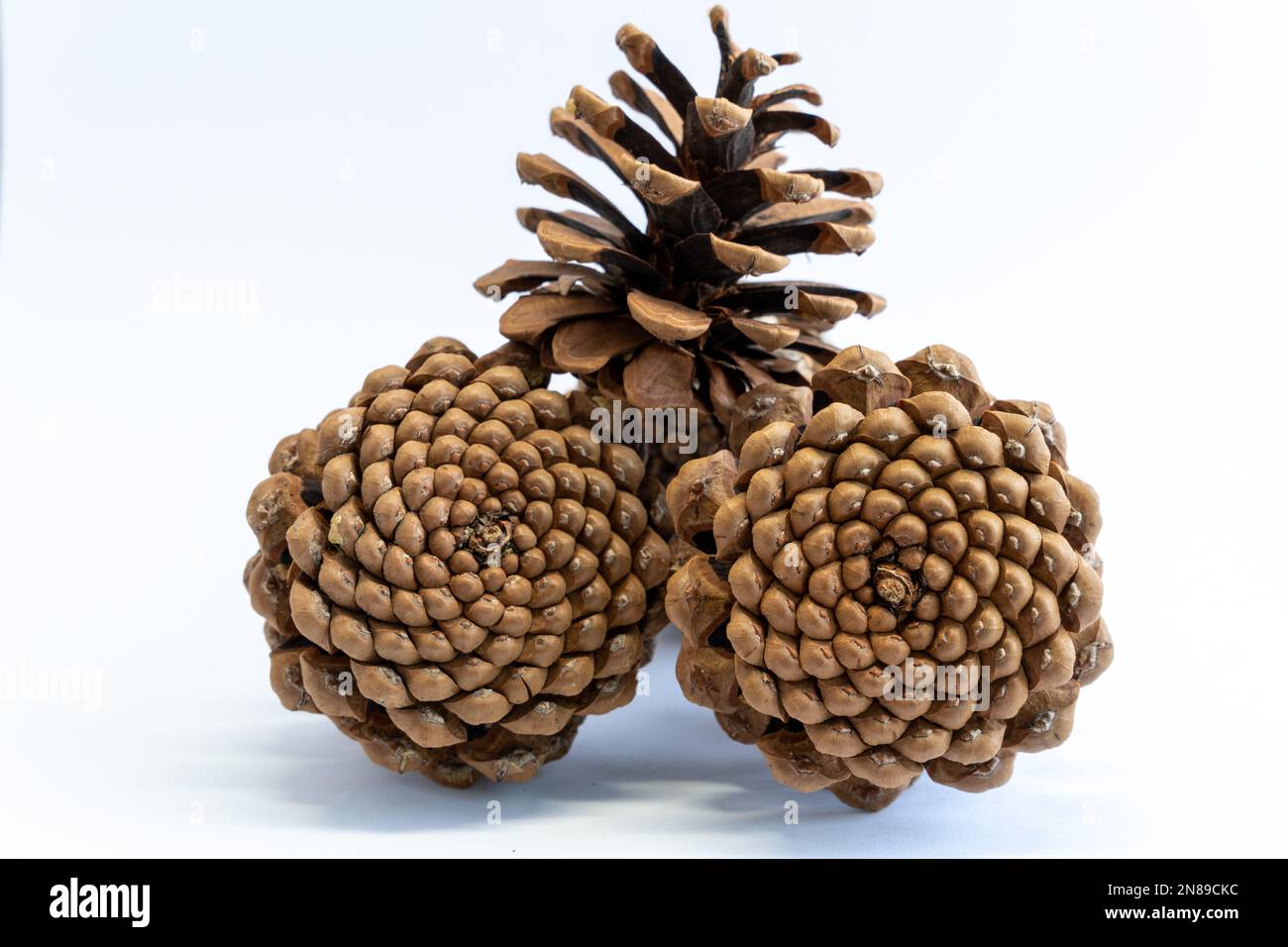 Cone texture hi-res stock photography and images - Alamy