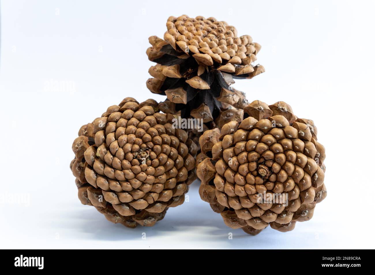 Cone texture hi-res stock photography and images - Alamy