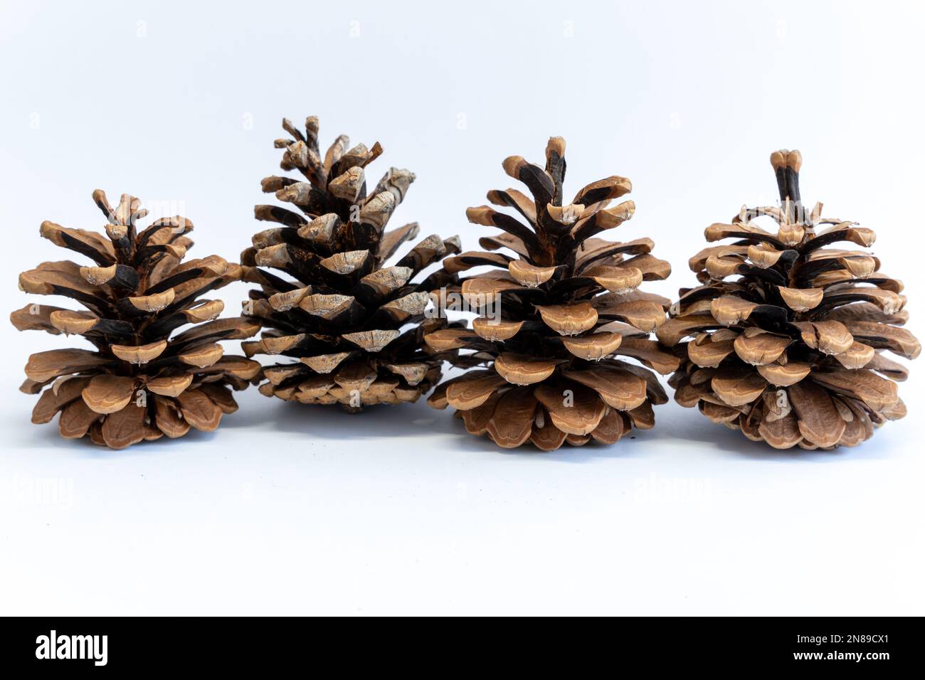 Set of beautiful pine-cone flower shape in Christmas winter. Pine cones ...