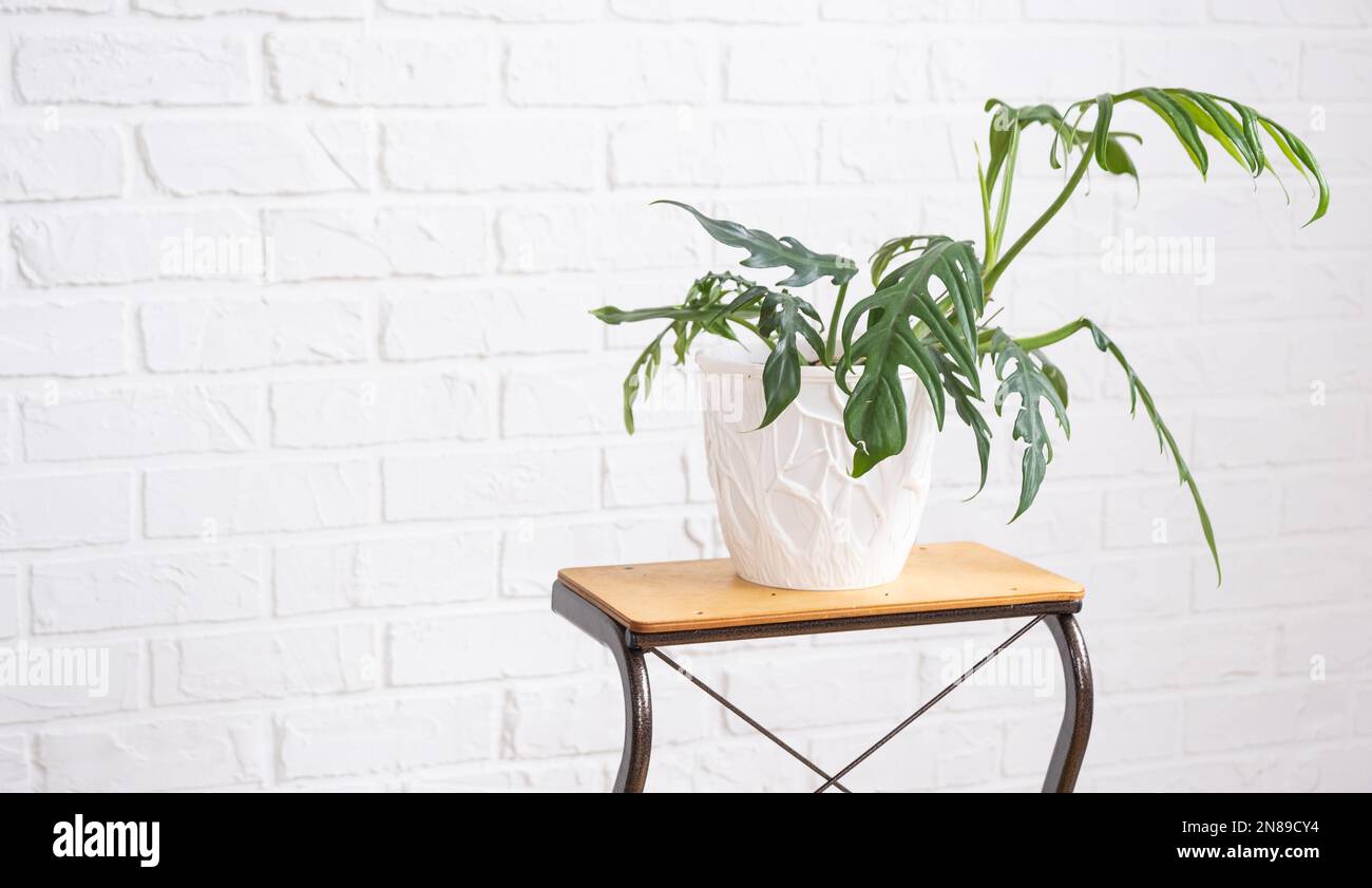 Elegant philodendron with carved leaves on a stand in interior on ...