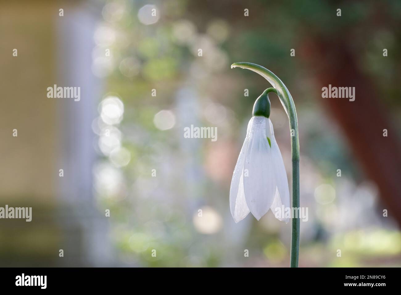 Snowdrop southampton old cemetery hi-res stock photography and images ...