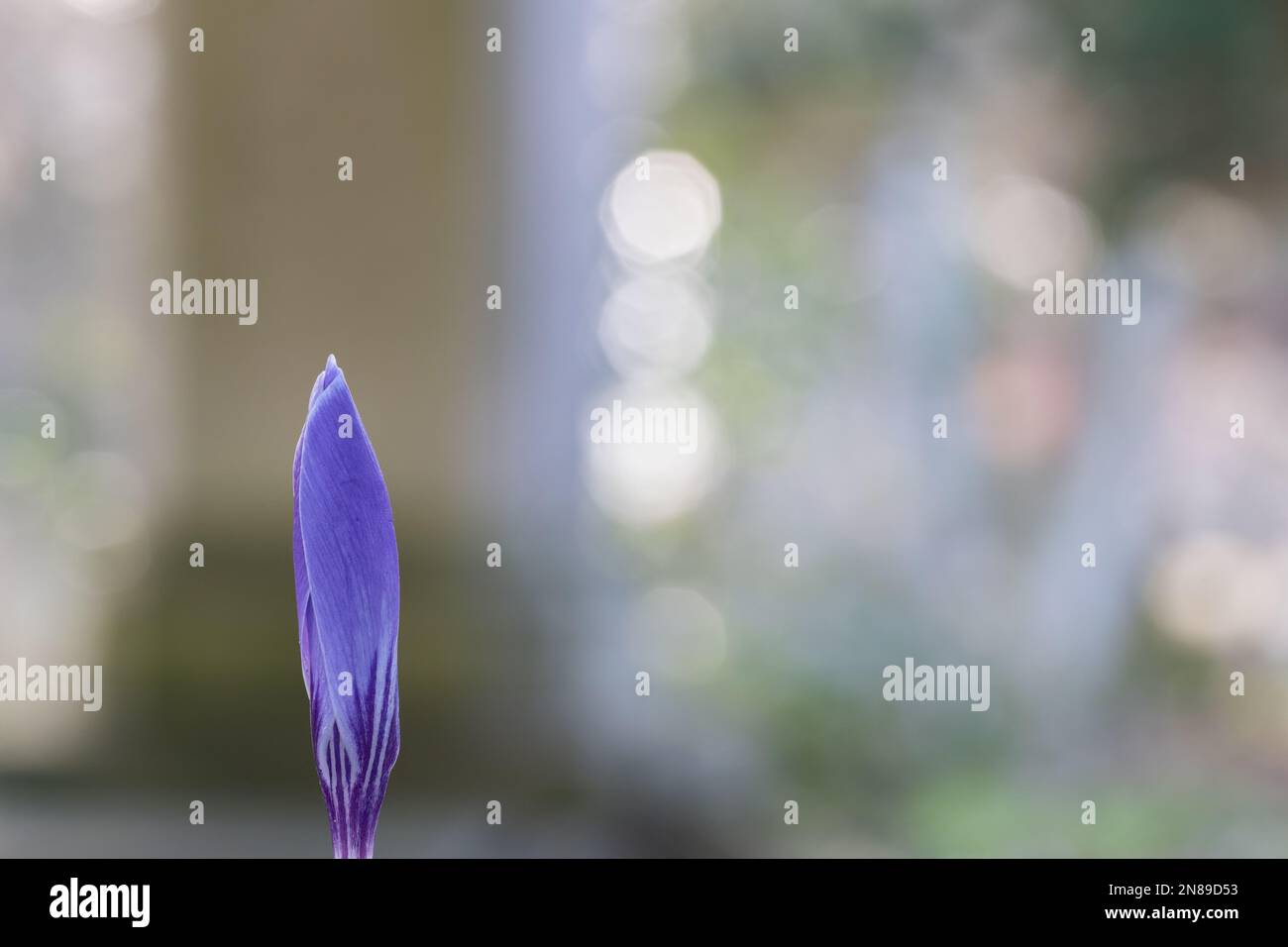 Single purple crocus Stock Photo - Alamy