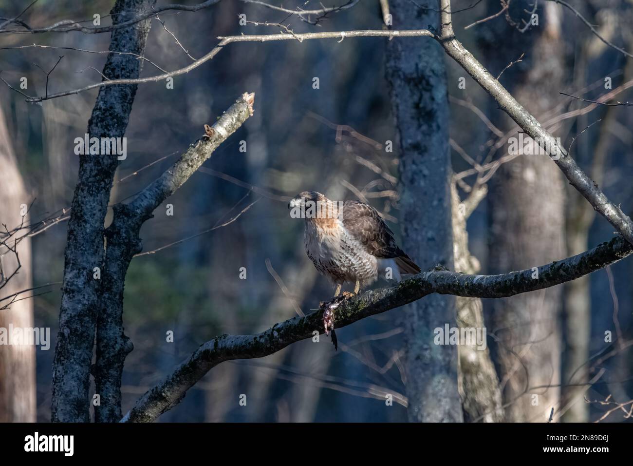 red tailed hawk on a tree branch eating a frog Stock Photo - Alamy