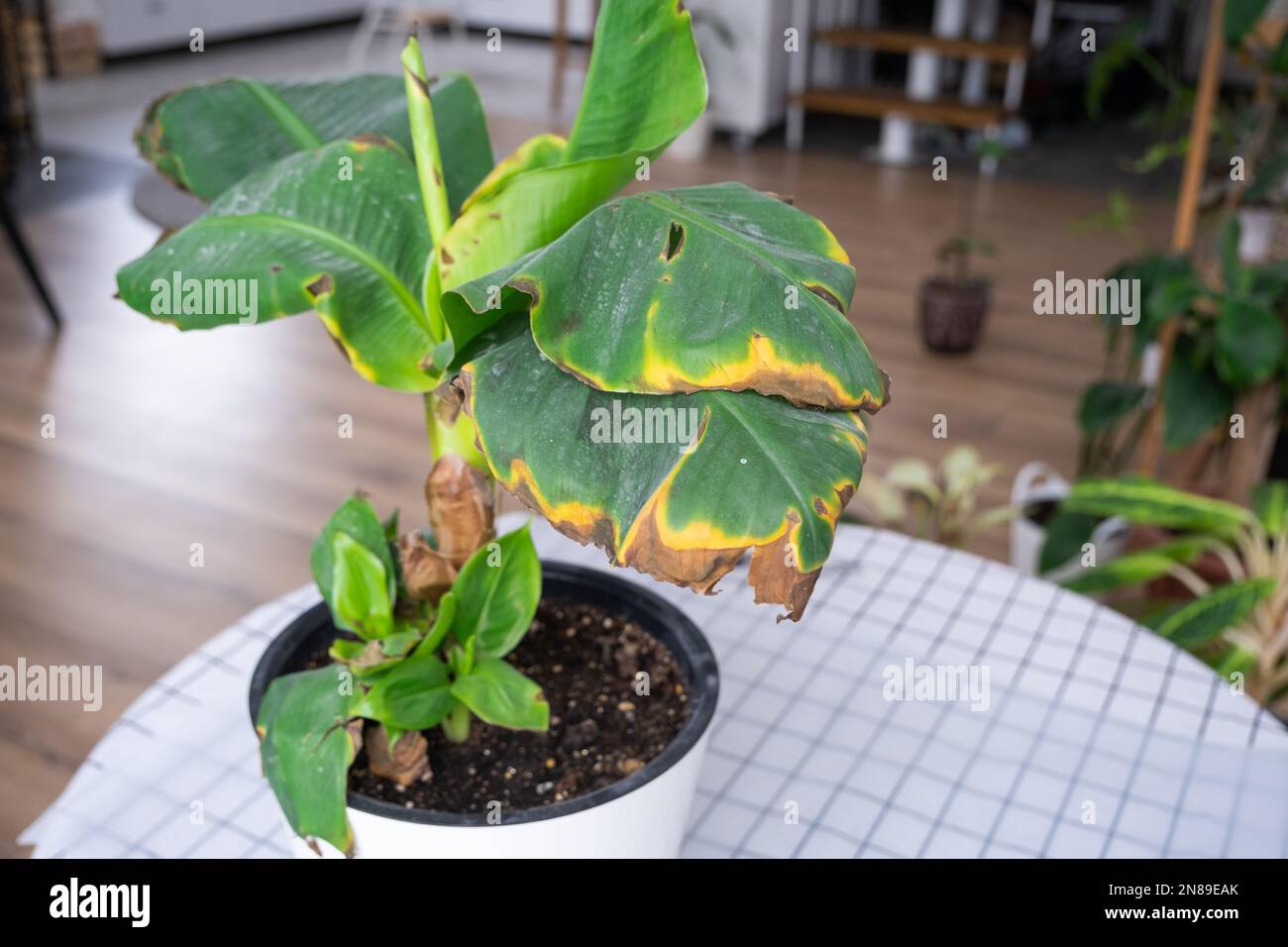 Problems in the cultivation of domestic plants Problems in cultivation ...