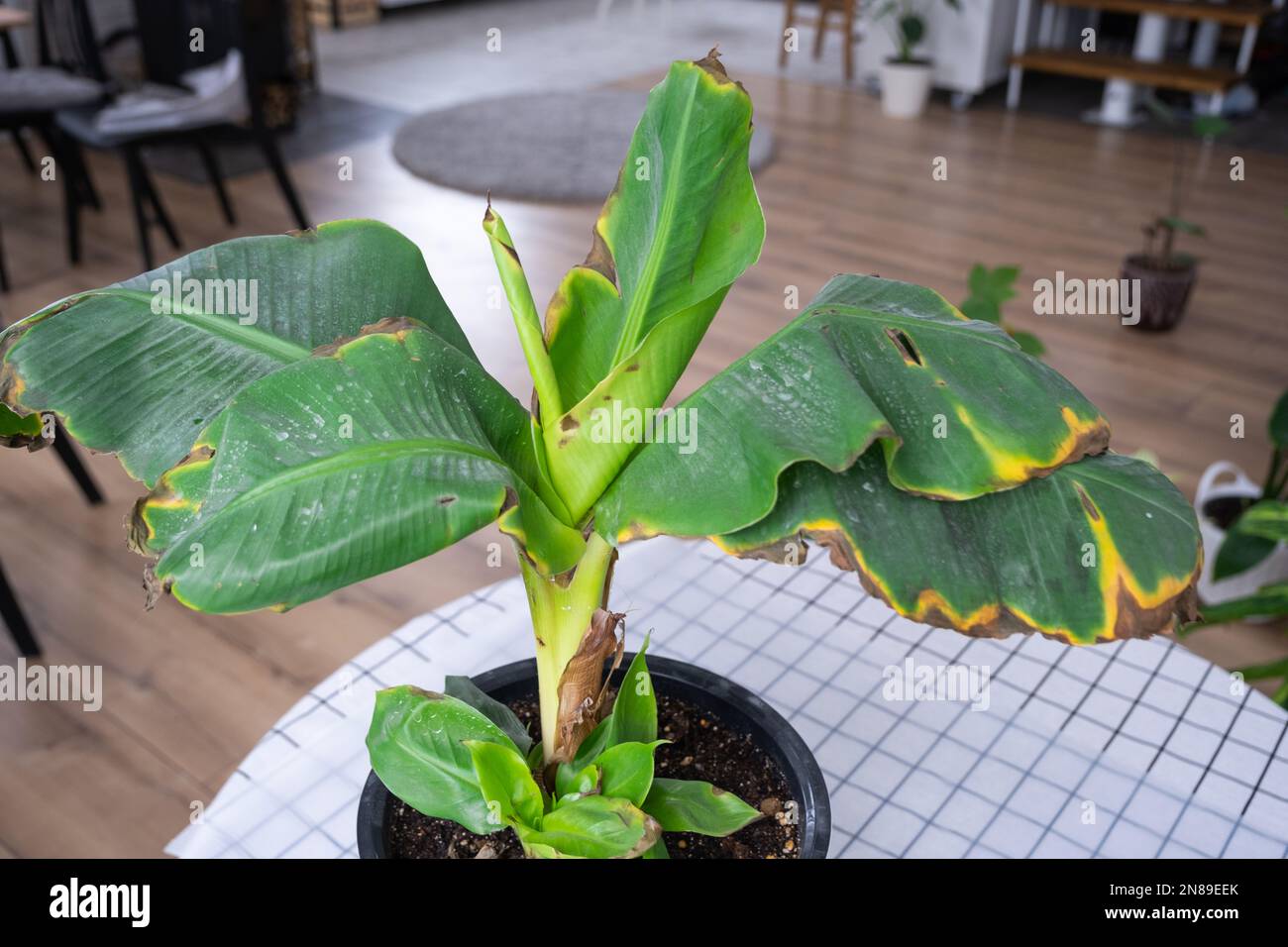 Problems in the cultivation of domestic plants Problems in cultivation ...