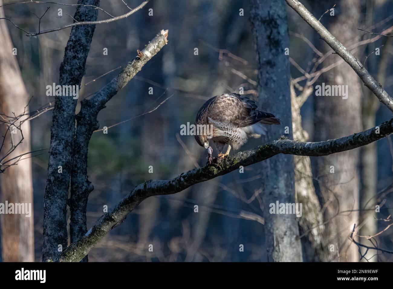 red tailed hawk on a tree branch eating a frog Stock Photo - Alamy